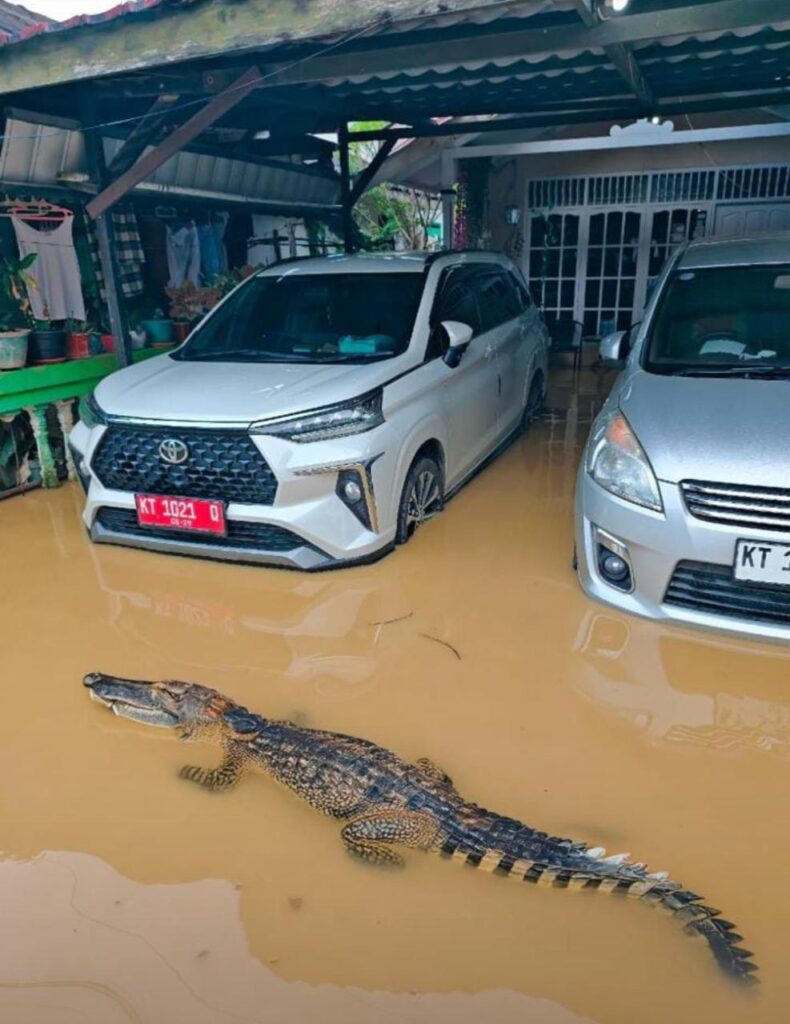 Hoaks Buaya Masuk Pemukiman Warga Bontang, Ternyata Editan – kosakata.co